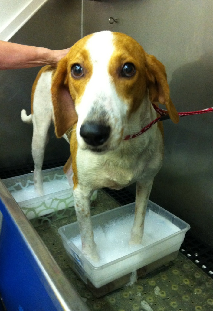 ART Partners with Rainbow Rescue to Save Dogs